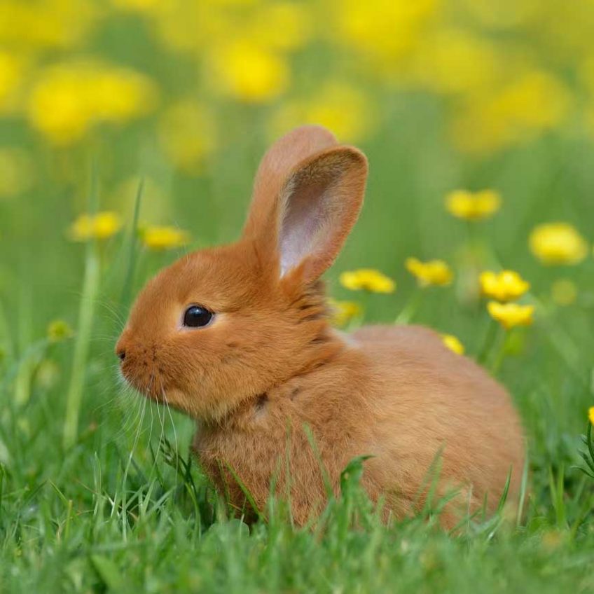 Rabbit Spaying & Neutering in Essex - Ivy Lodge Veterinary Clinic